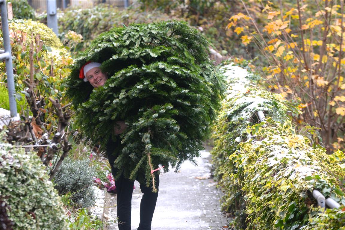 Christmas Tree delivery in Willie Bermingham Place as part of ongoing ...