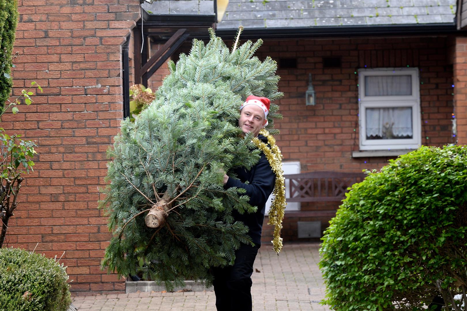 Christmas Tree delivery in Willie Bermingham Place as part of ongoing ...